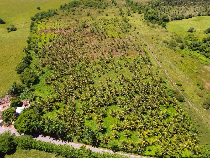 17 acre Coconut farm - CabreraRD